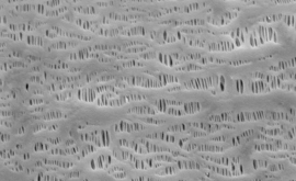 Celgard® 2400 Hand Sample – Celgard-Online